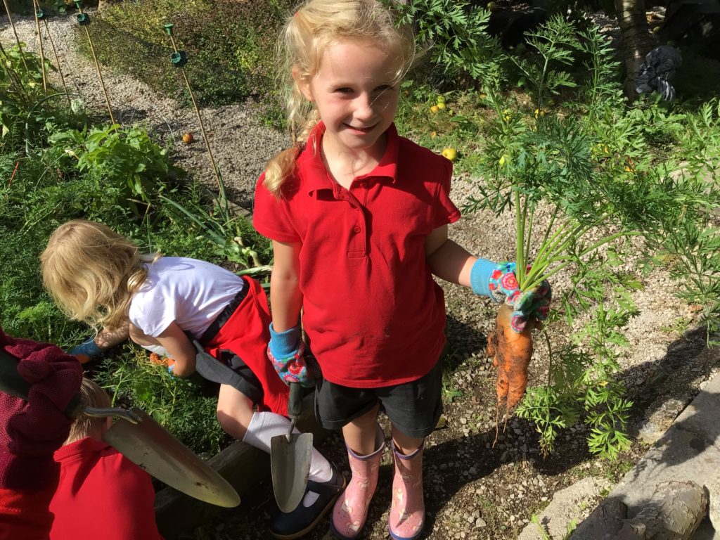 Digging up vegetables – Nether Kellet Primary School