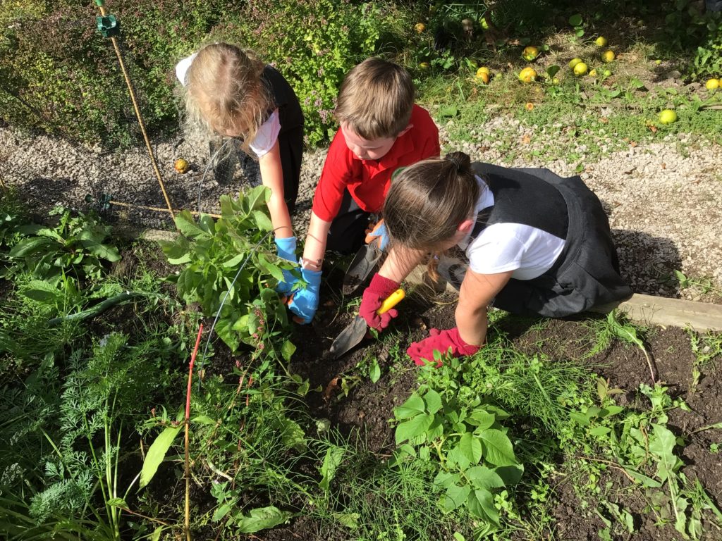 Digging up vegetables – Nether Kellet Primary School